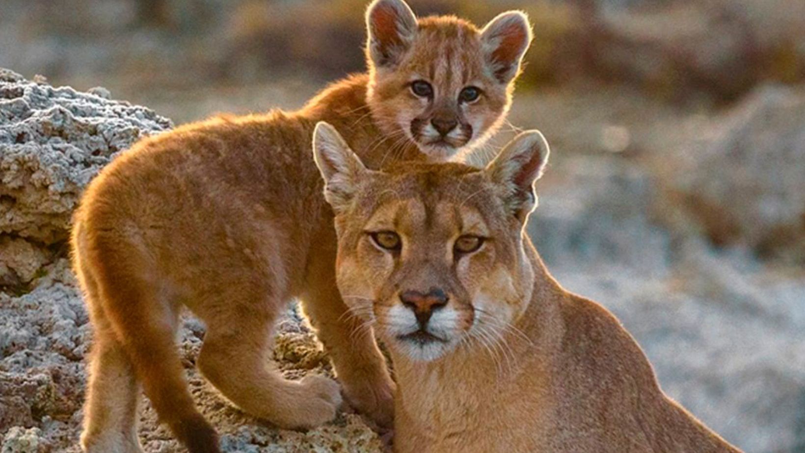 Reportan trágica muerte de cría de Puma en plena Ruta 5 Sur : El Periscopio